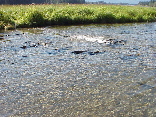 TakeAimAlaskaPhotoGallery2